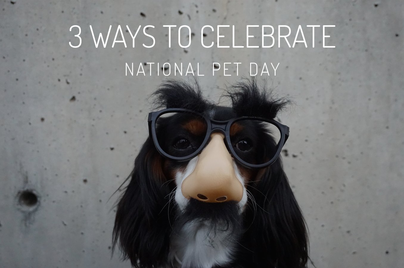 3 Ways to Celebrate National Pet Day